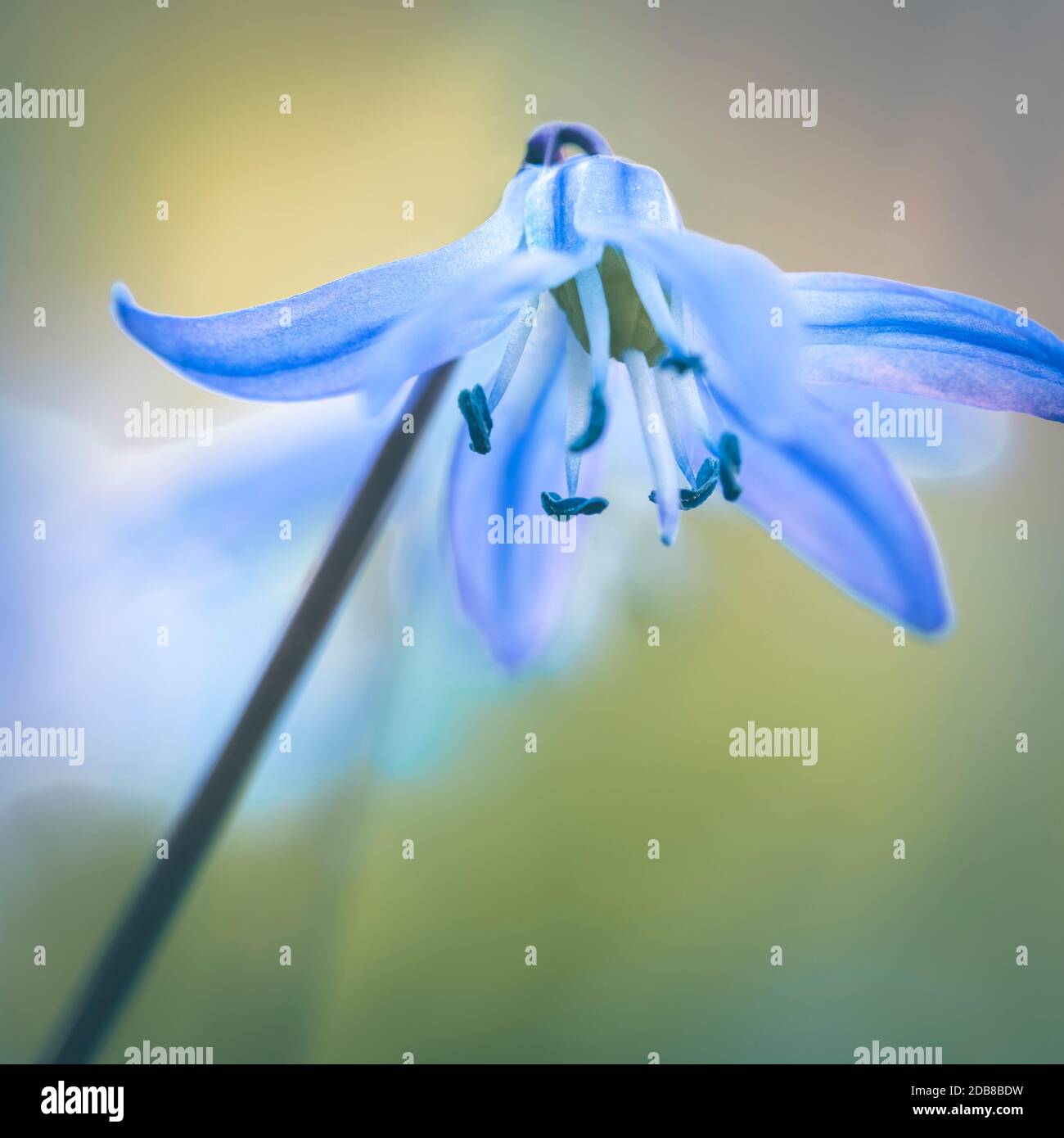 Blue asterisk hi-res stock photography and images - Alamy