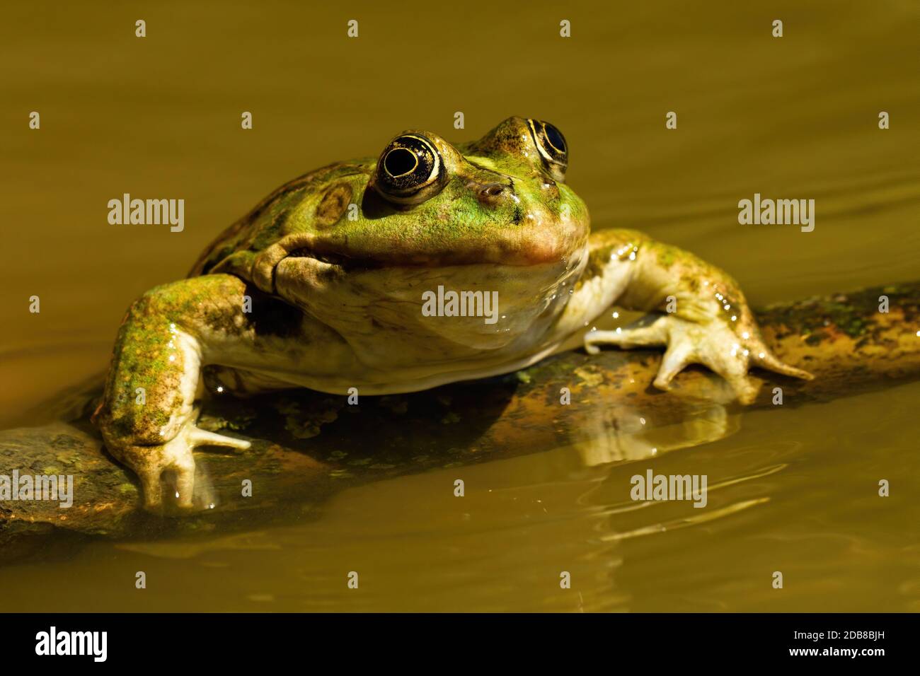 Close-up of a edible frog, pelophylax esculentus, sneaking out of water ...