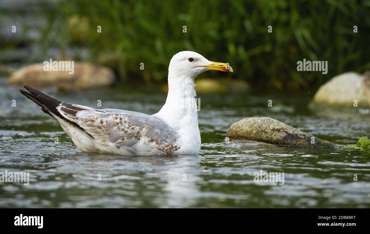 Caspian gull floating on water hi-res stock photography and images - Alamy