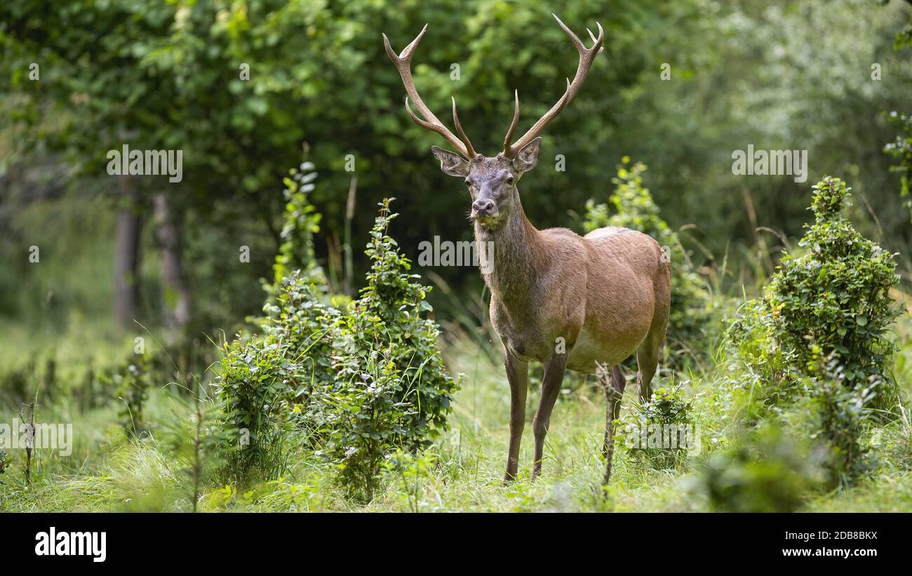 Majestic red deer, cervus elaphus, looking on meadow in forest with ...