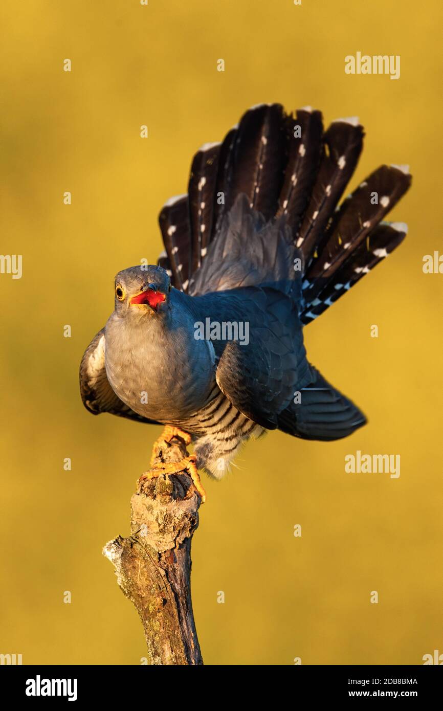 Proud common cuckoo, cuculus canorus, displaying its tail feathers and ...