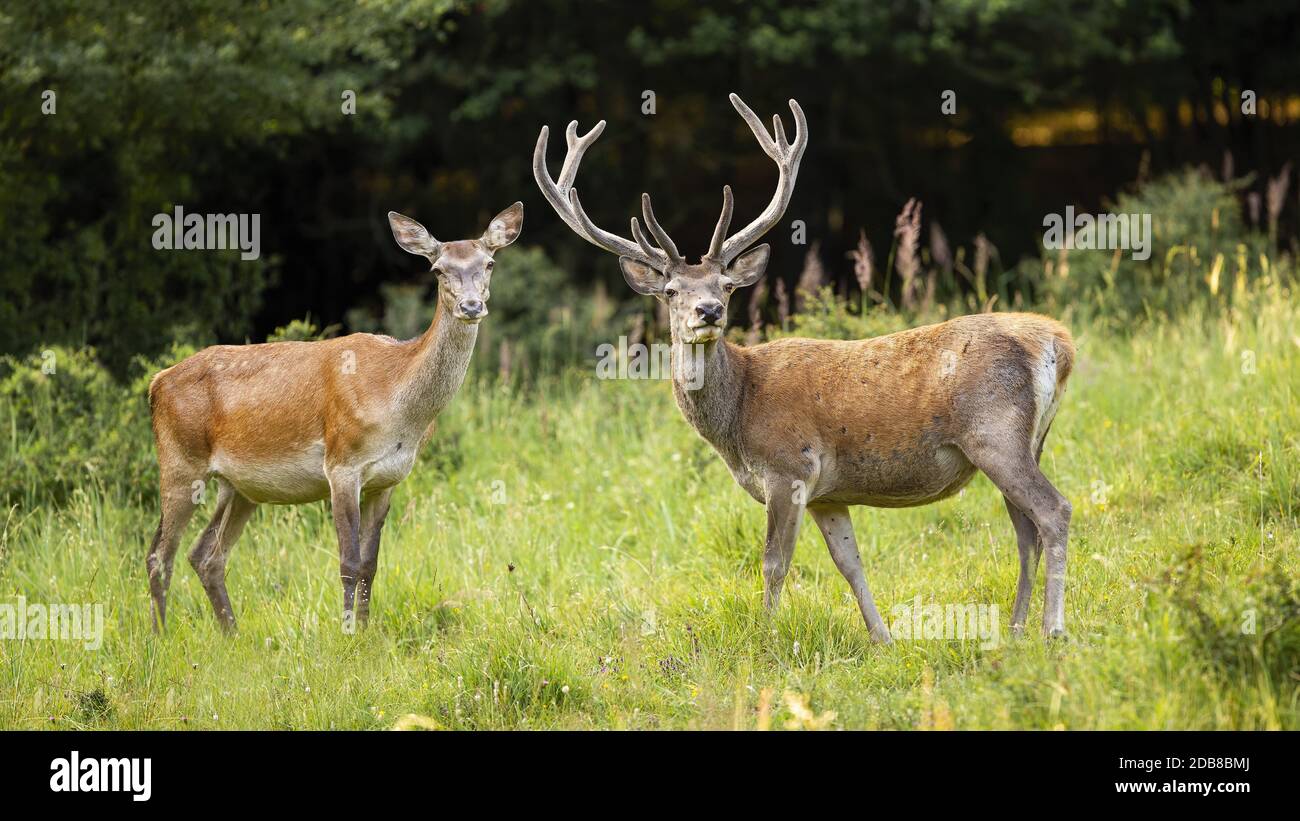 Stag with velvet antlers and hind in a meadow hi-res stock photography ...