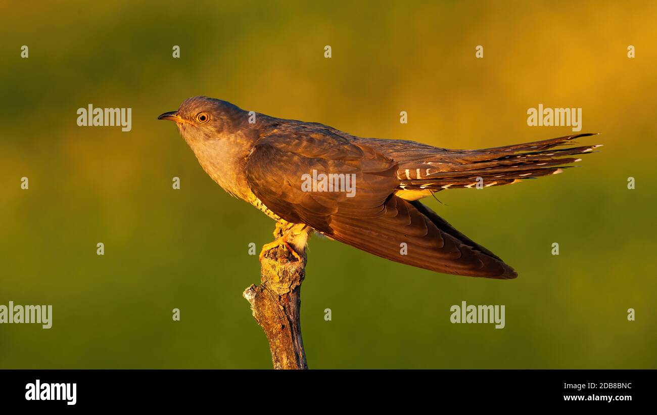 Proud common cuckoo, cuculus canorus, displaying at sunrise in summer ...