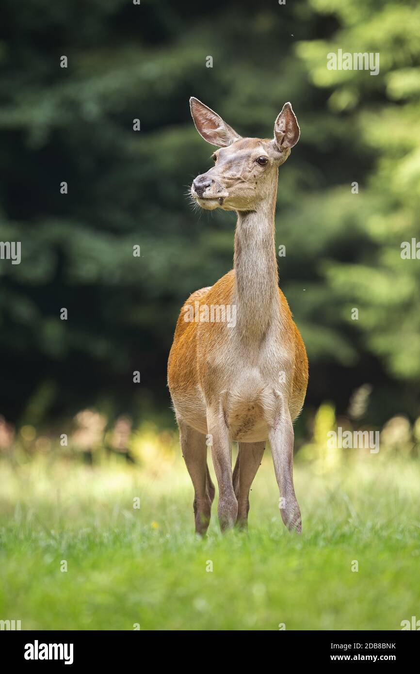 Shy creature hi-res stock photography and images - Alamy