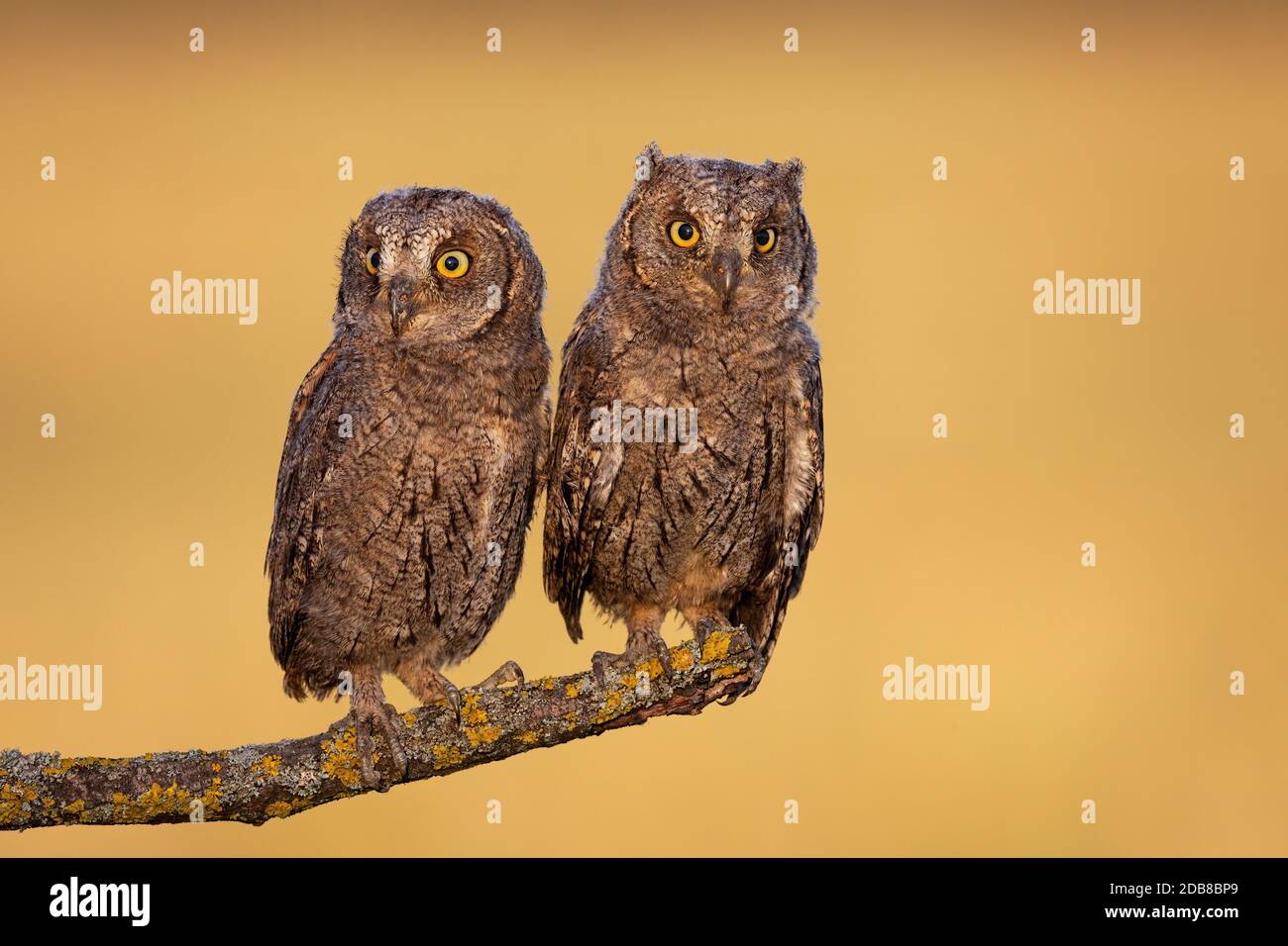 Surprised Baby Animals