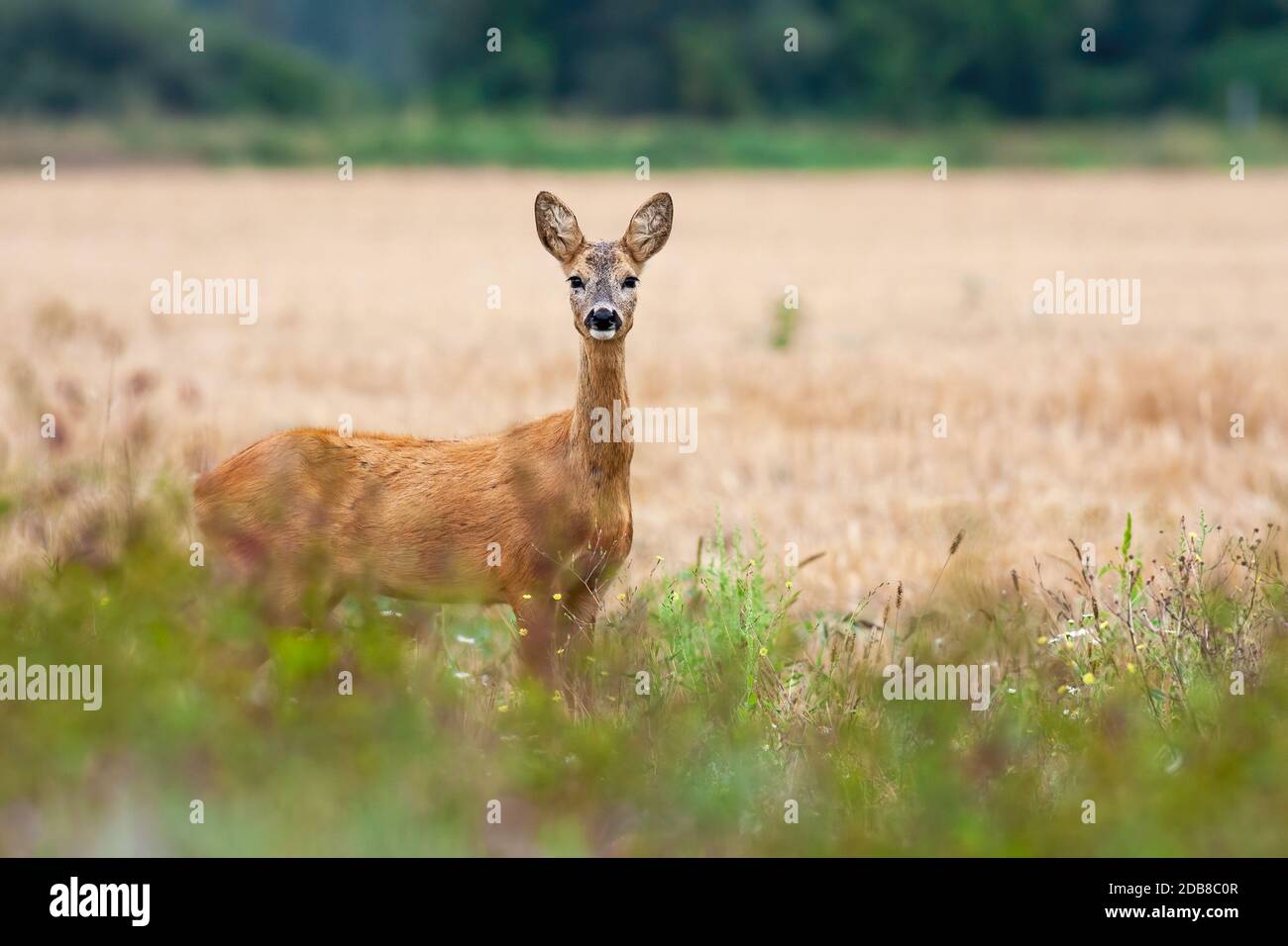 Adorable roe deer, capreolus capreolus, doe looking on side of grain ...