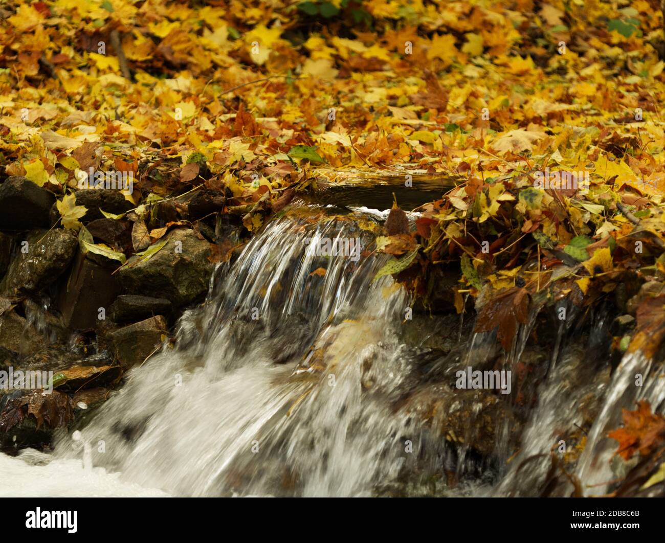 autumn water season day leaves water flow Stock Photo - Alamy