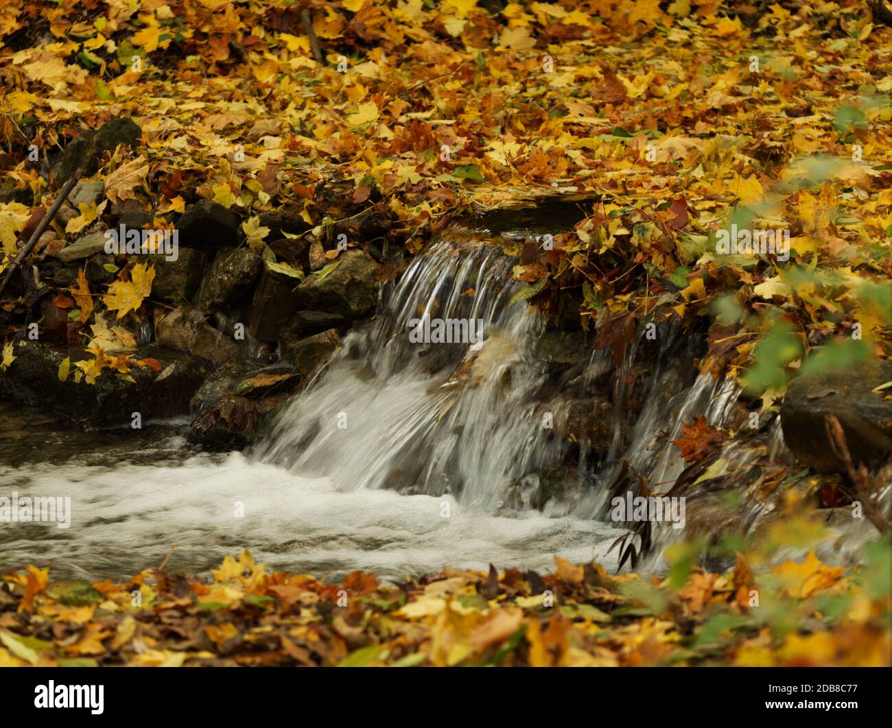 autumn water season day leaves water flow Stock Photo - Alamy