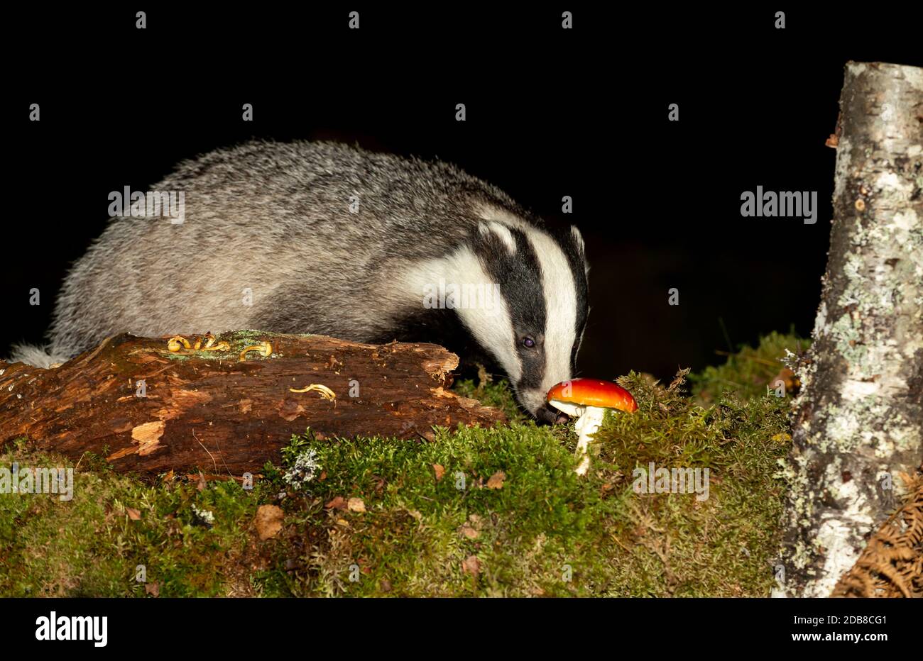 Badger Night High Resolution Stock Photography and Images - Alamy