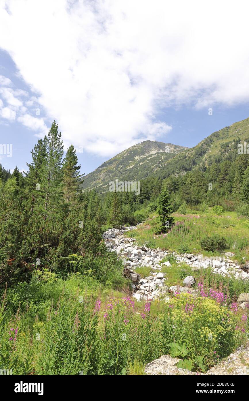 Pirin national park forest hi-res stock photography and images - Alamy