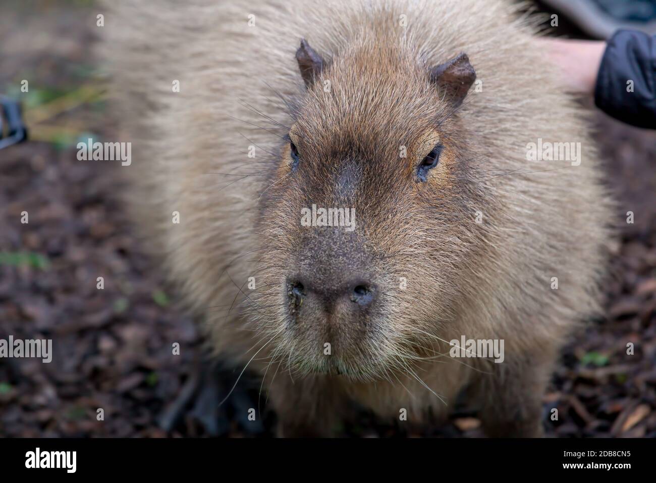 Adult Capybara High Resolution Stock Photography and Images - Alamy