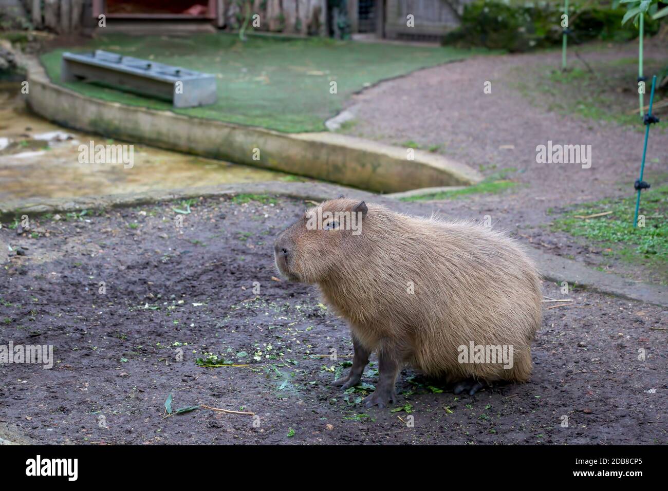 Adult Capybara High Resolution Stock Photography and Images - Alamy