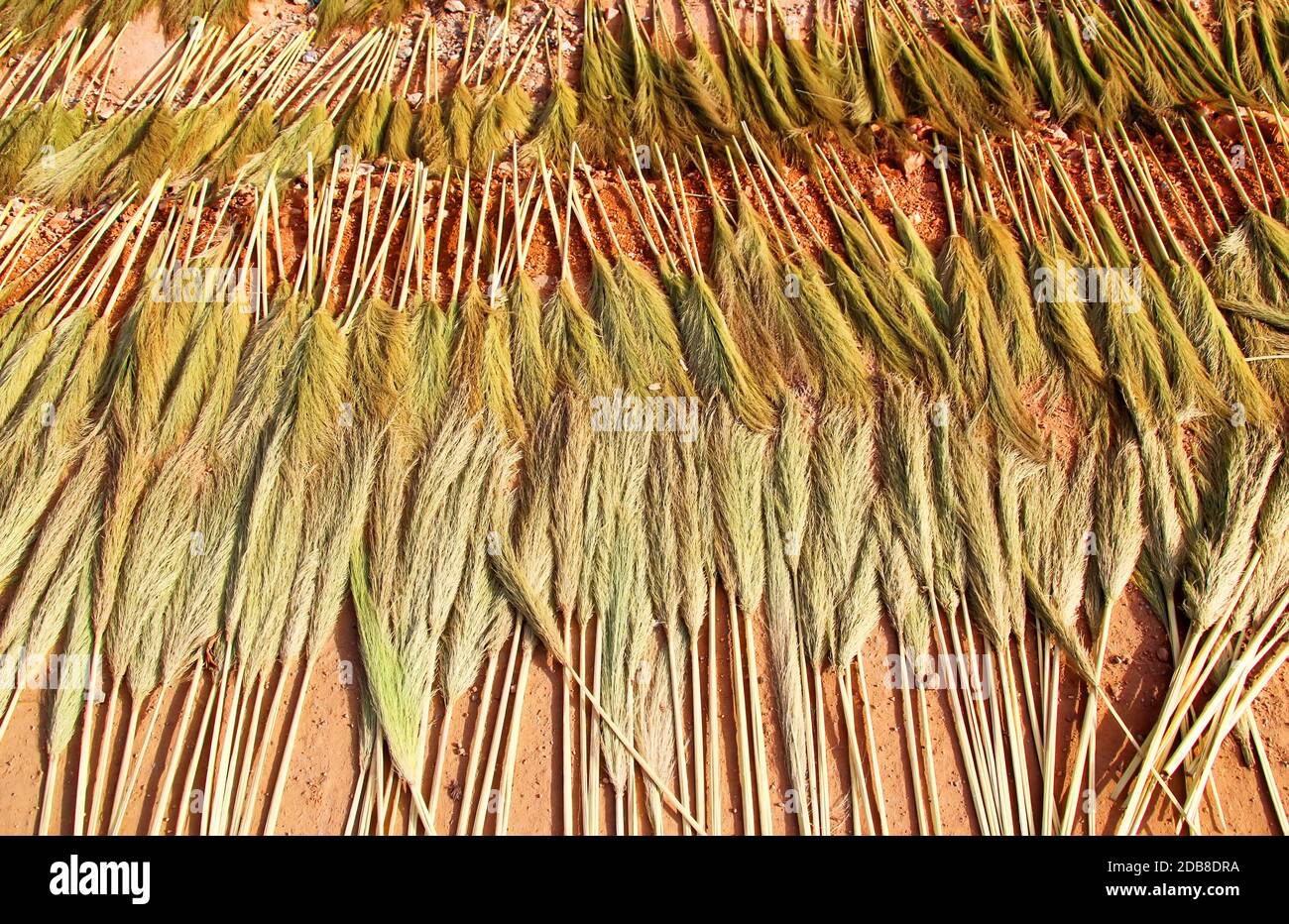 Reed Broom High Resolution Stock Photography and Images - Alamy