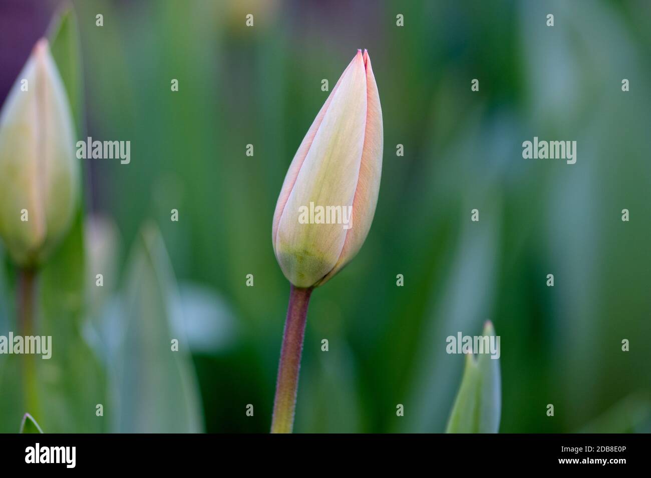 Unblown bud hi-res stock photography and images - Alamy
