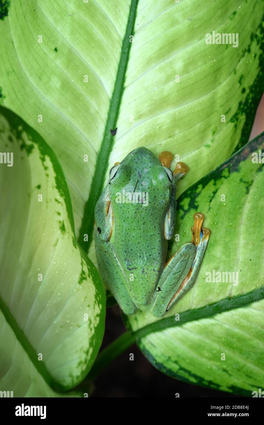 Frog and (web or webbed or webs) hi-res stock photography and images ...