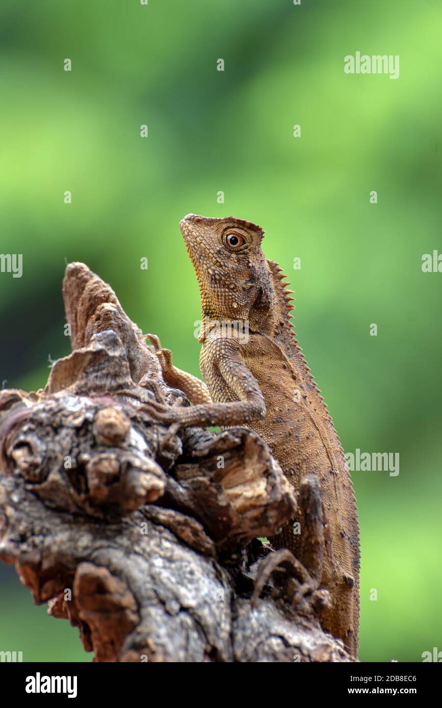 Lizard on tree branch hi-res stock photography and images - Alamy
