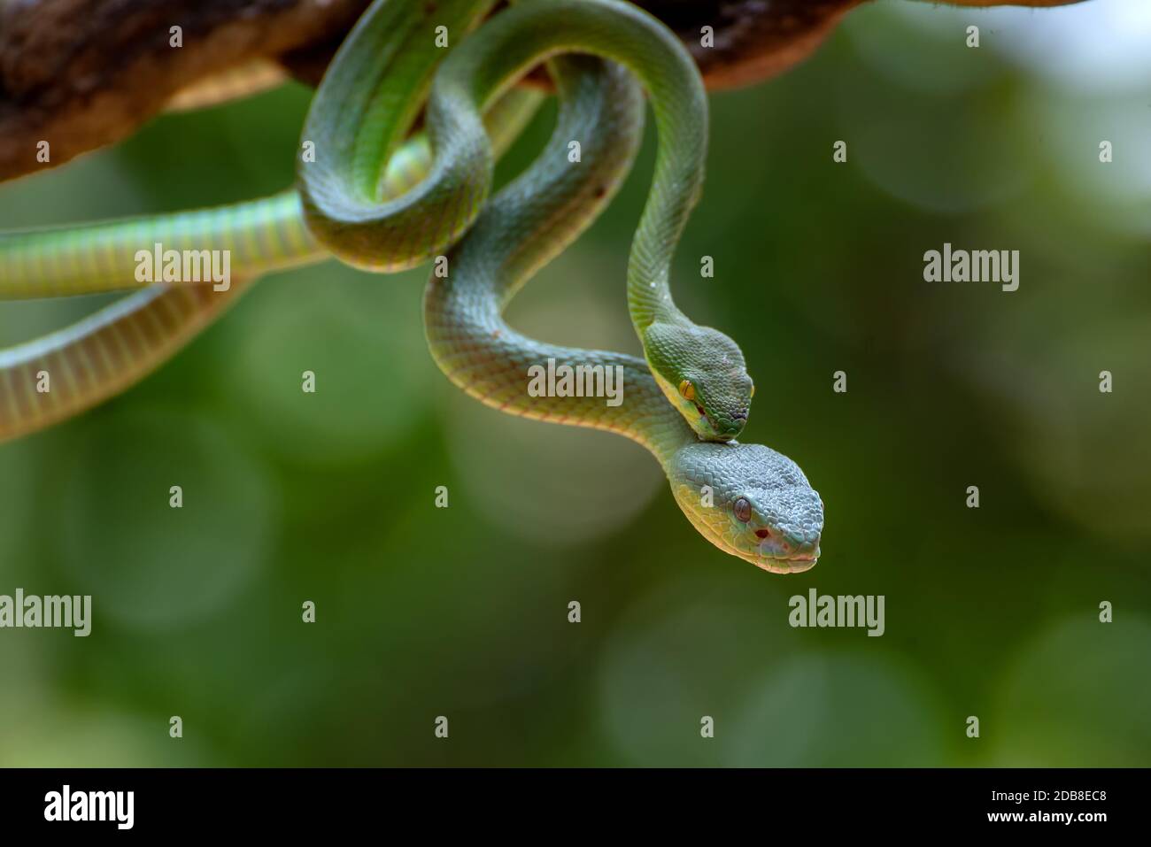Pair of pit vipers on a branch mating, Indonesia Stock Photo - Alamy
