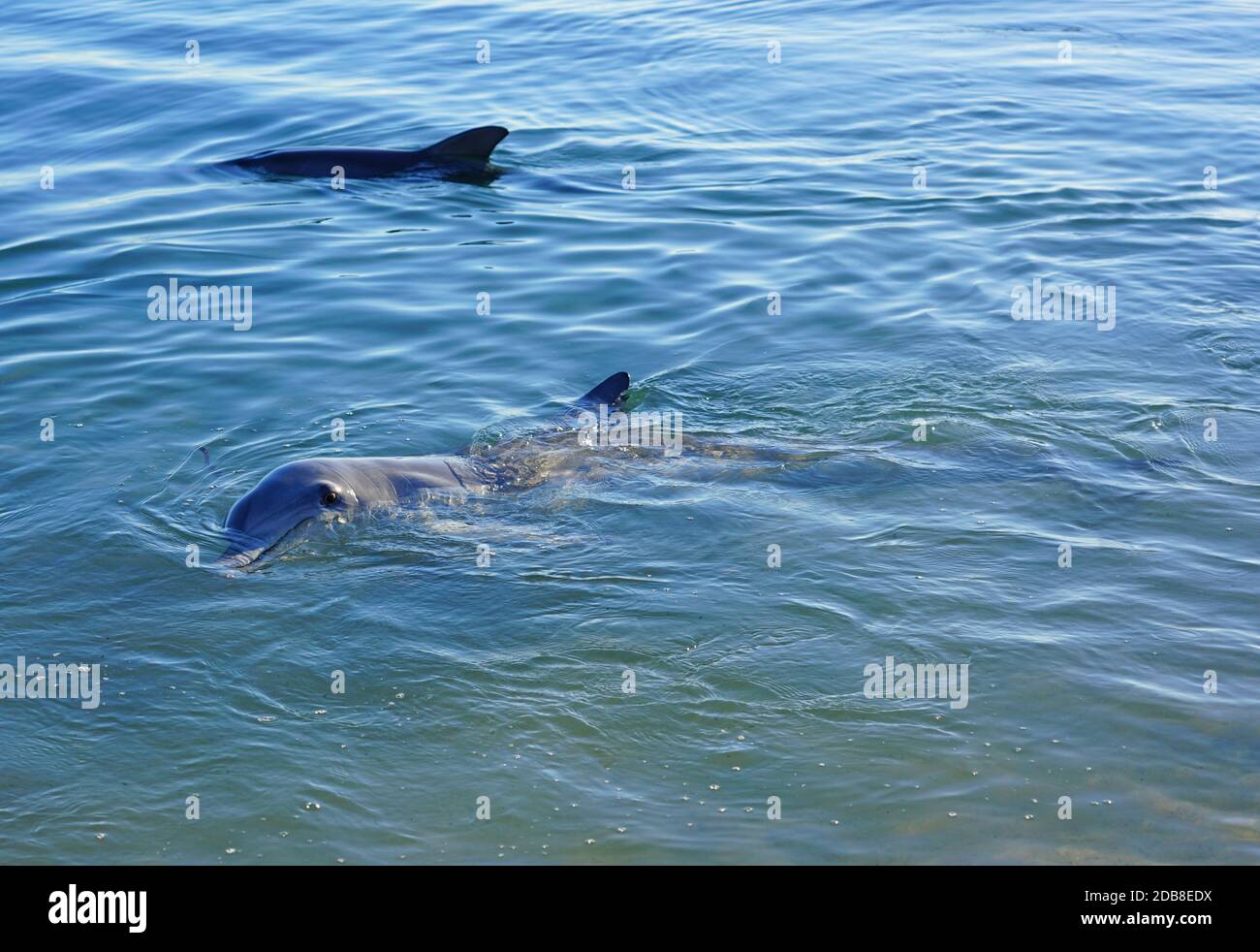 Western australia dolphins mia bay hi-res stock photography and images ...