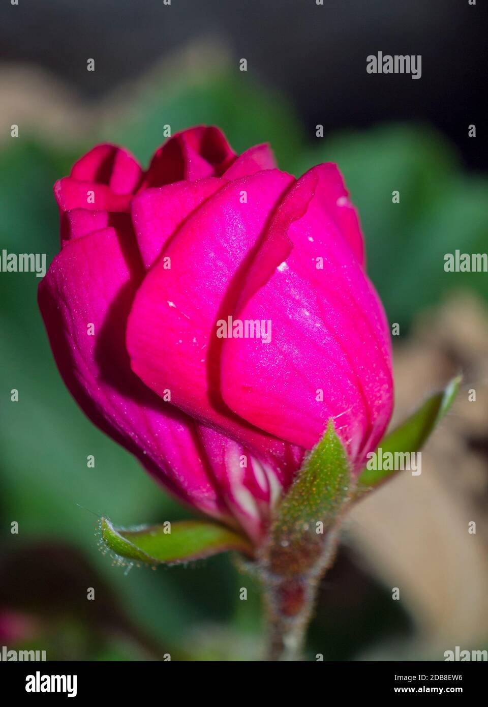 Capullo de flor hi-res stock photography and images - Alamy