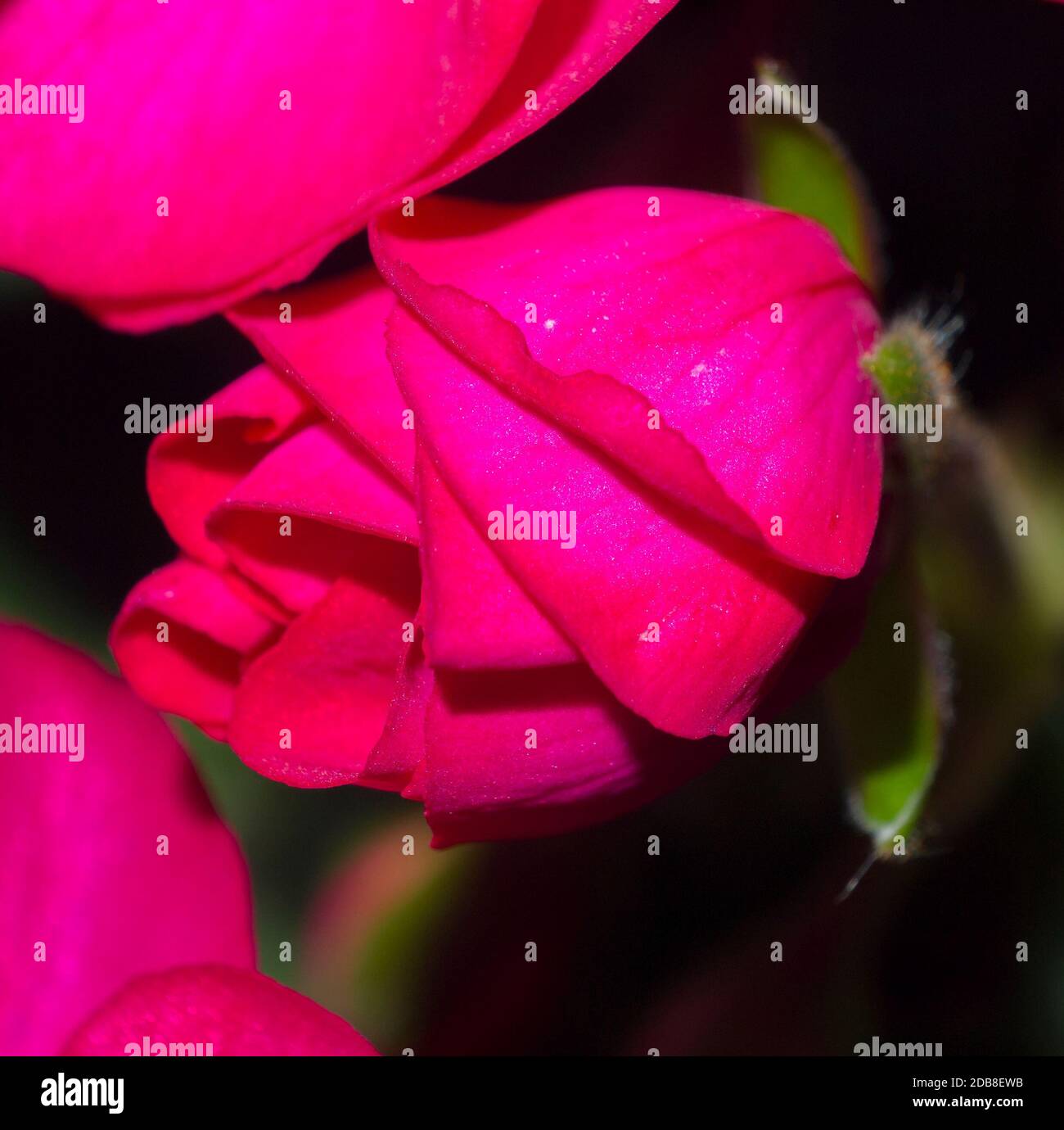 Capullo de flor hi-res stock photography and images - Alamy