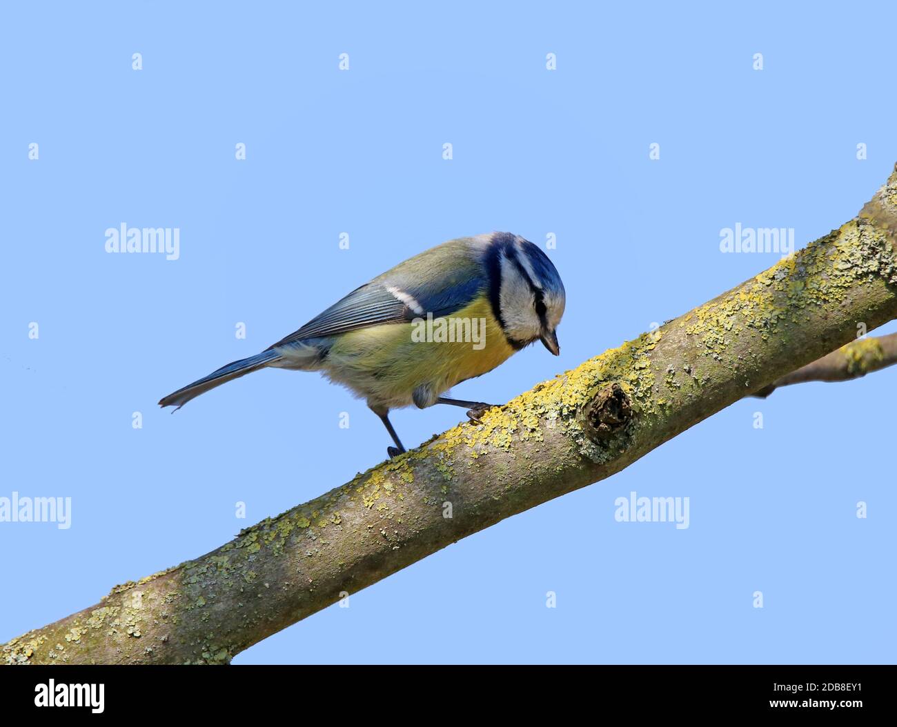 Blue cyanistes hi-res stock photography and images - Alamy