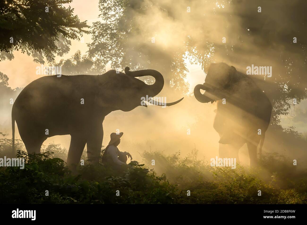 Silhouette of a mahout with two elephants at sunrise, Thailand Stock ...