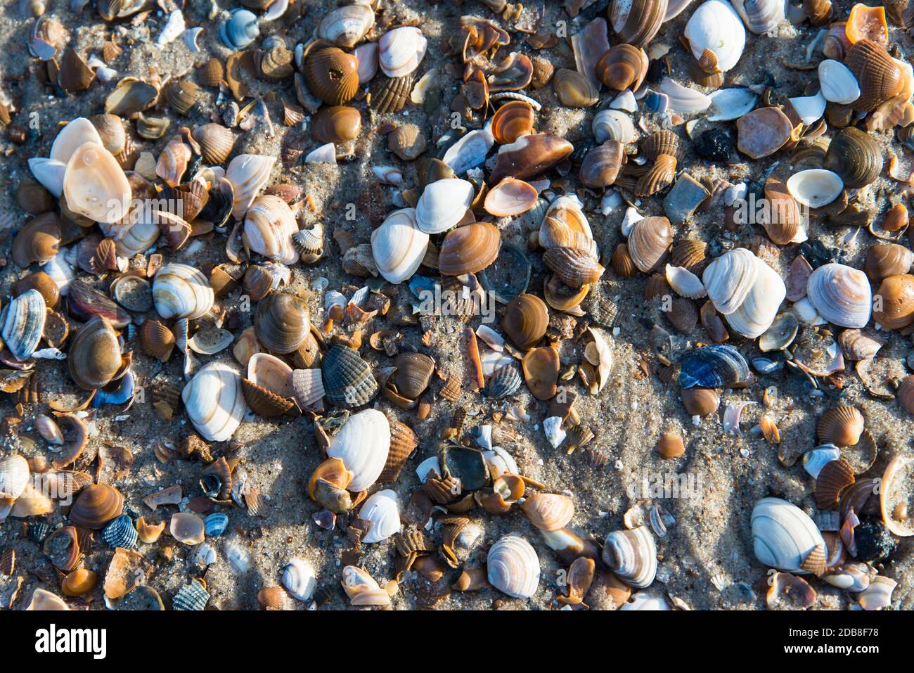 Flotsam, shells washed up on a Dutch beach on Walcheren peninsula in ...