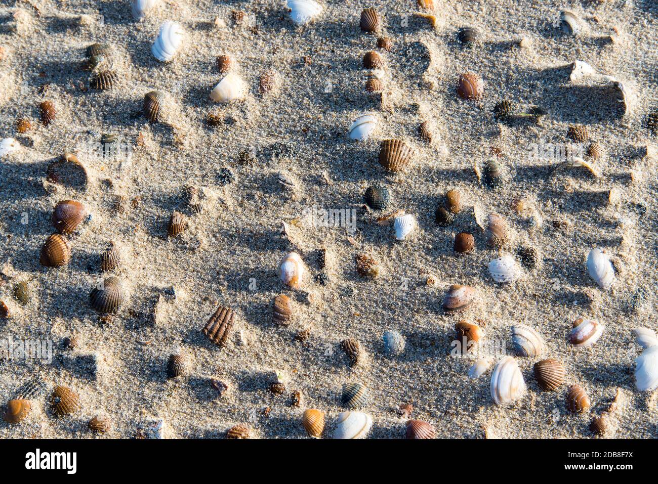 Flotsam, shells washed up on a Dutch beach on Walcheren peninsula in ...