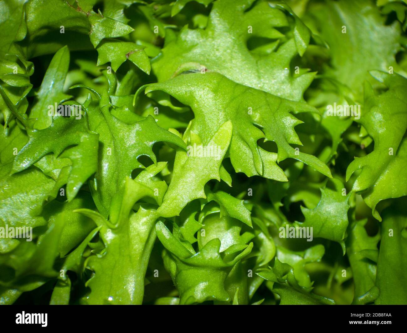 Lechuga hi-res stock photography and images - Alamy