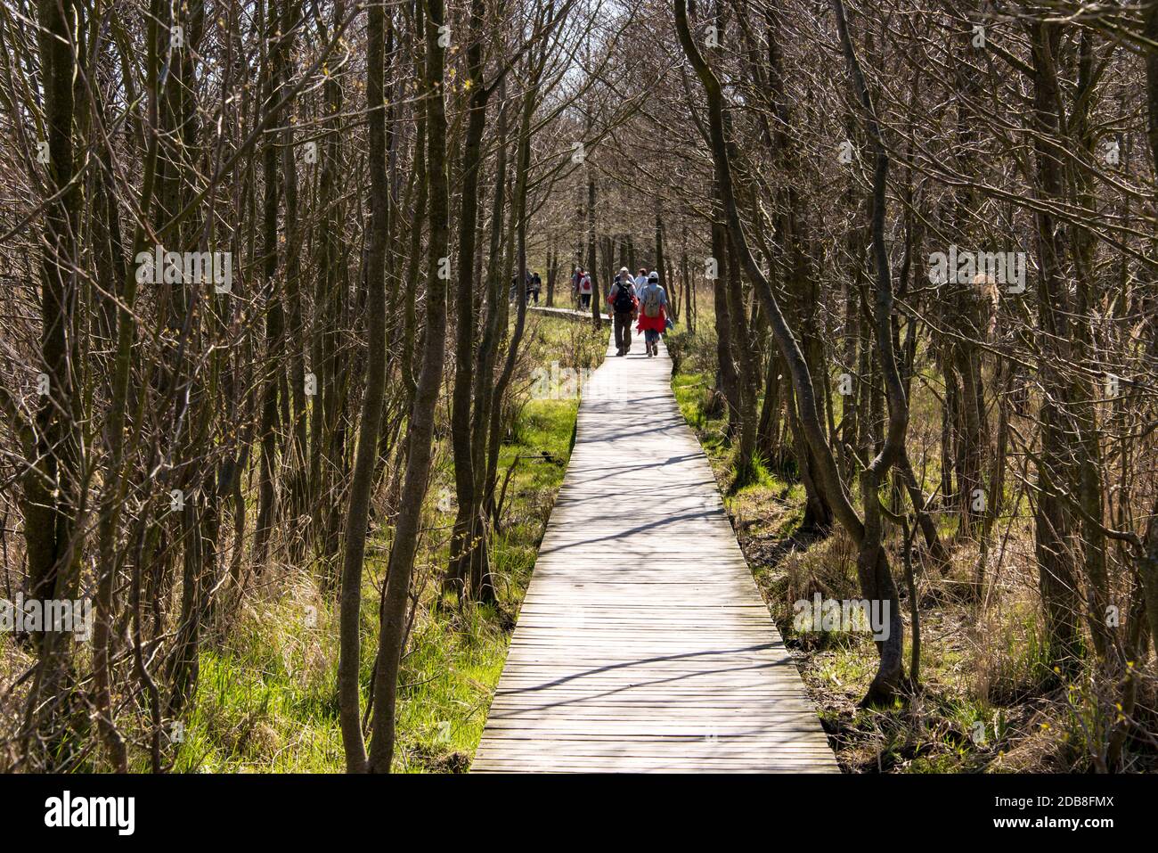 Hikers on a trail through marshland and the light coastal forest at ...