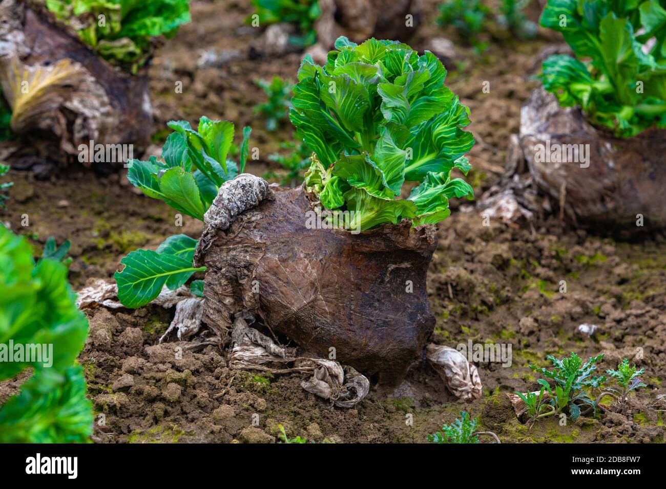 old cabbage shoots in the spring Stock Photo - Alamy