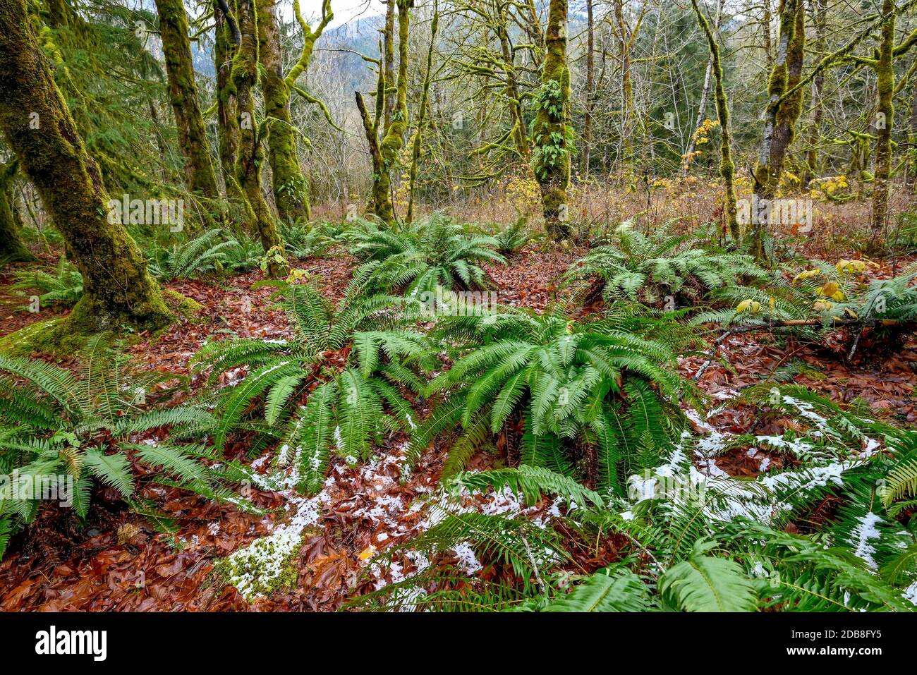 Western sword fern hi-res stock photography and images - Alamy
