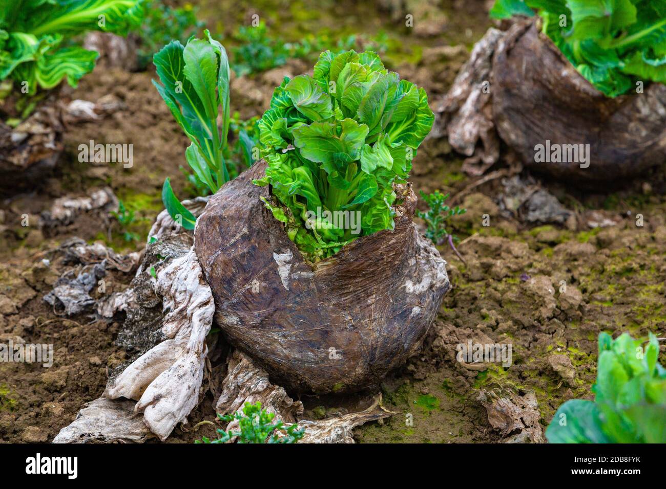 Cabbage Shoot High Resolution Stock Photography and Images - Alamy