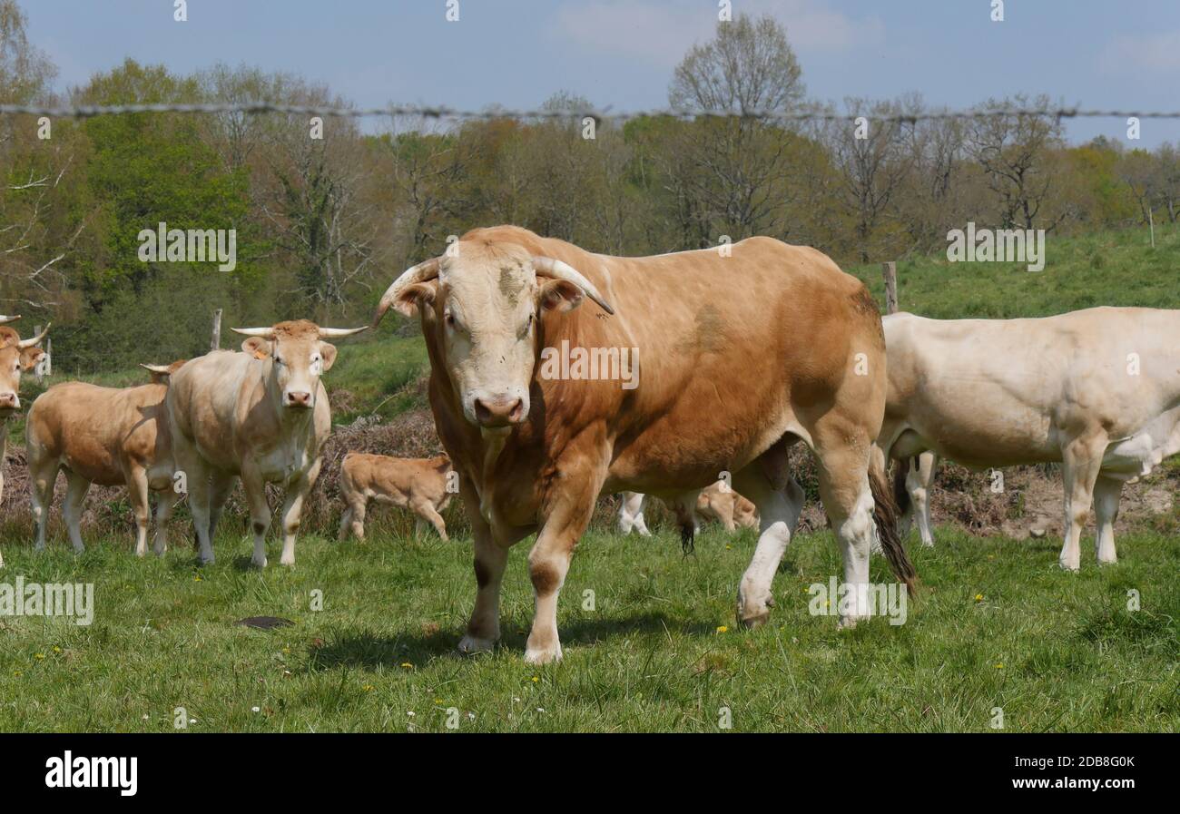 Limousine bull hi-res stock photography and images - Alamy