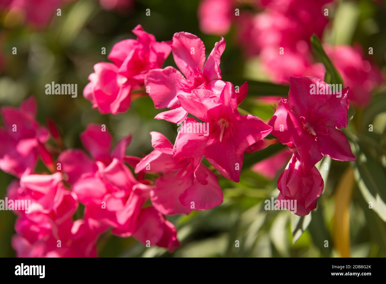 Nerium in blossom in a Southern France garden Stock Photo - Alamy