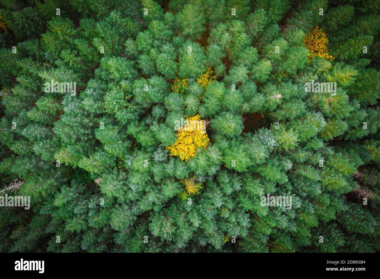 Beautiful pine trees from above Stock Photo - Alamy