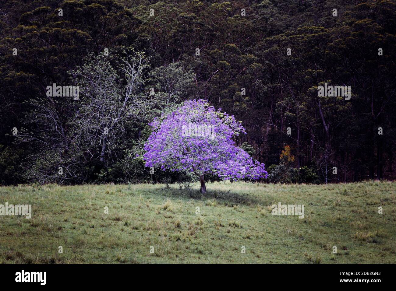Purple tree is standing out with a regular green forest on a background ...