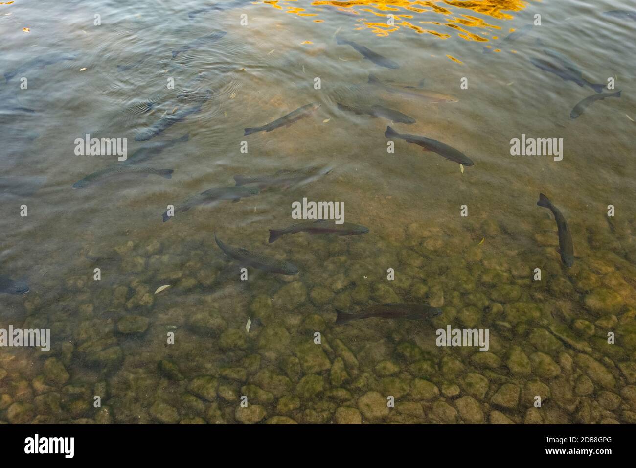 Trout in water of a lake in top view Stock Photo - Alamy