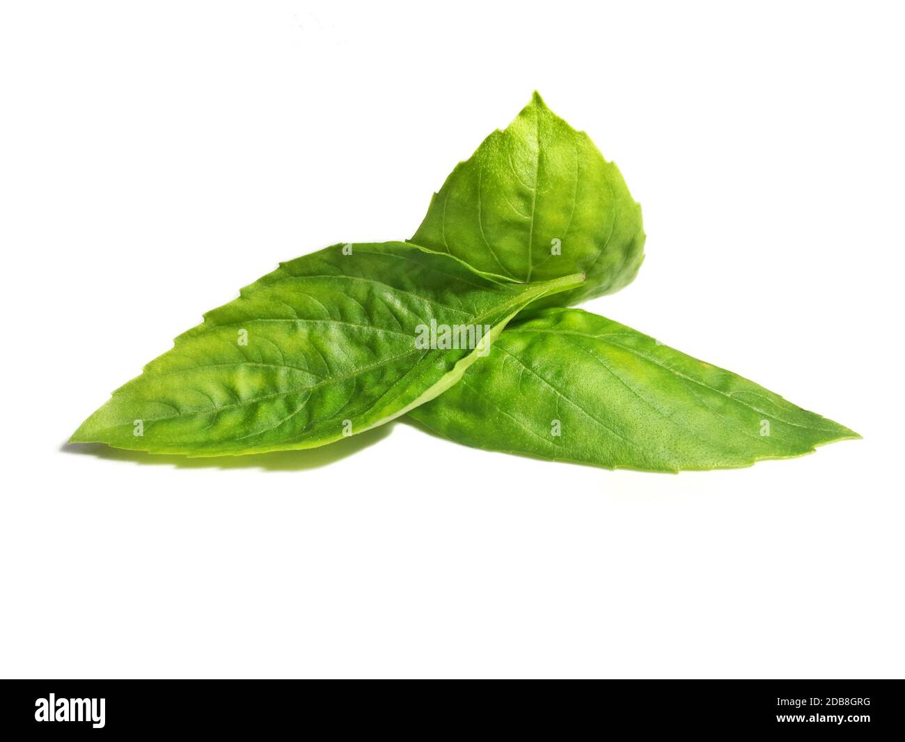 Basil leaf Closeup Herb Green Fresh Stock Photo - Alamy