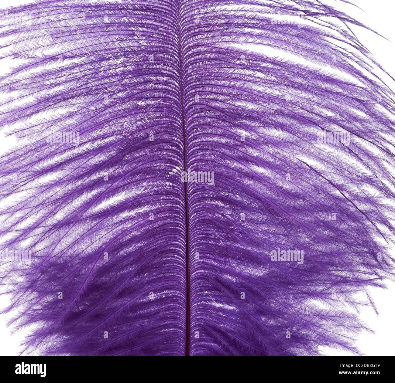 dyed purple ostrich feather isolated on white background, close up ...