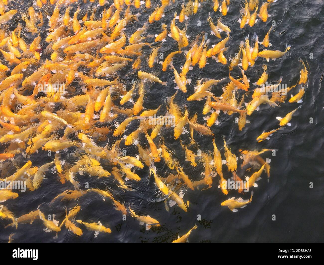 Fishbowl background hi-res stock photography and images - Alamy