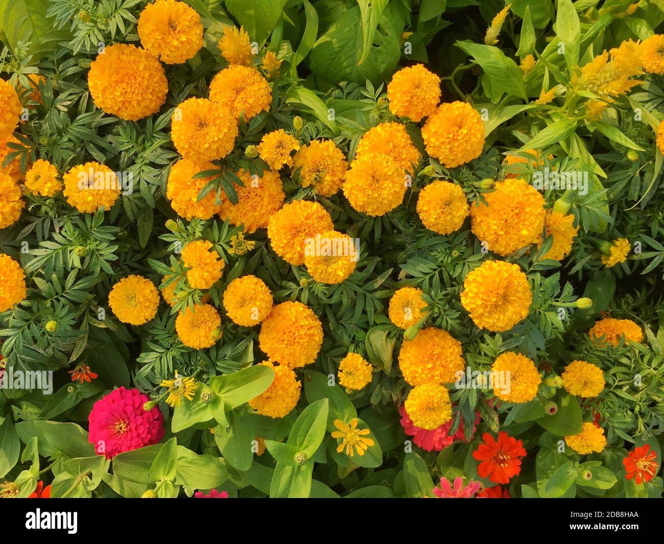 Tagetes erecta L Flower Top View BackGround Stock Photo - Alamy