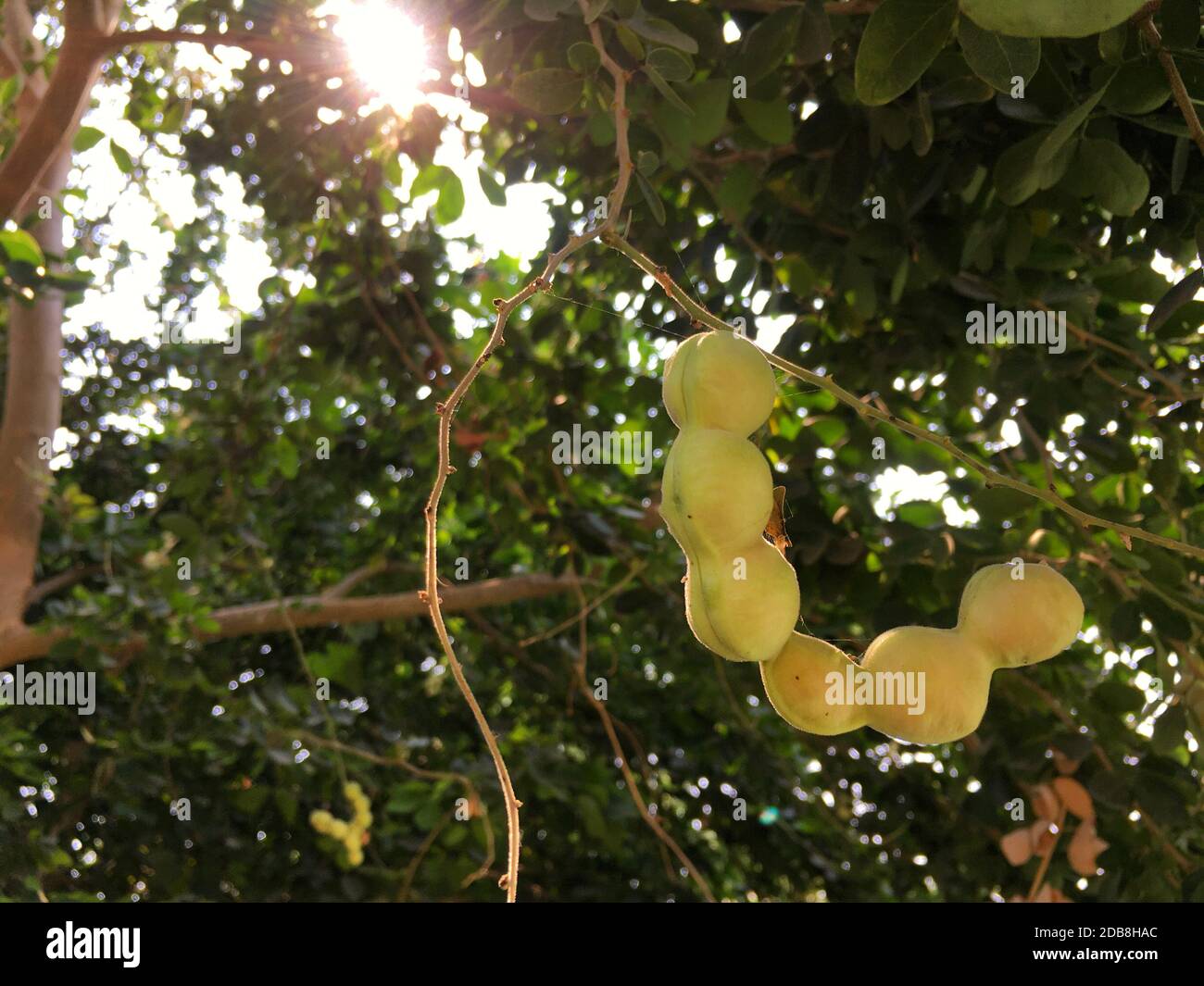 The Manila tamarind on Tree have sunlight Stock Photo - Alamy