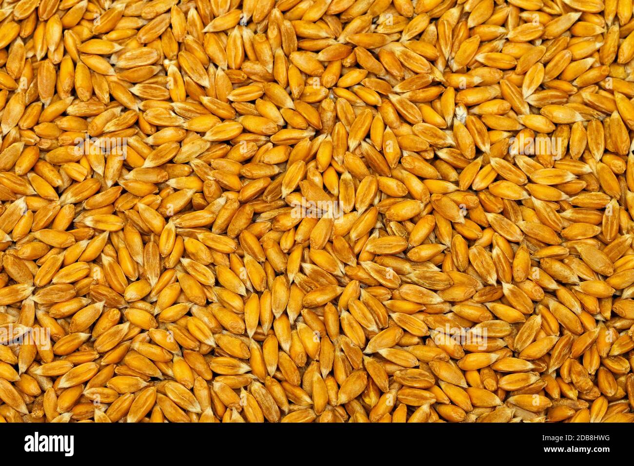 Bunch of natural organic whole wheat grain Stock Photo - Alamy