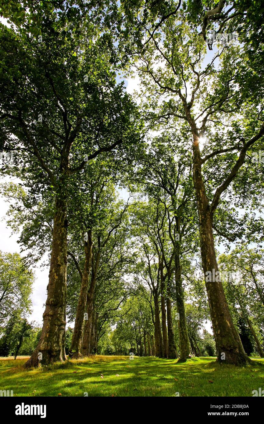Tall deciduous trees in rows of Hyde Park Stock Photo - Alamy