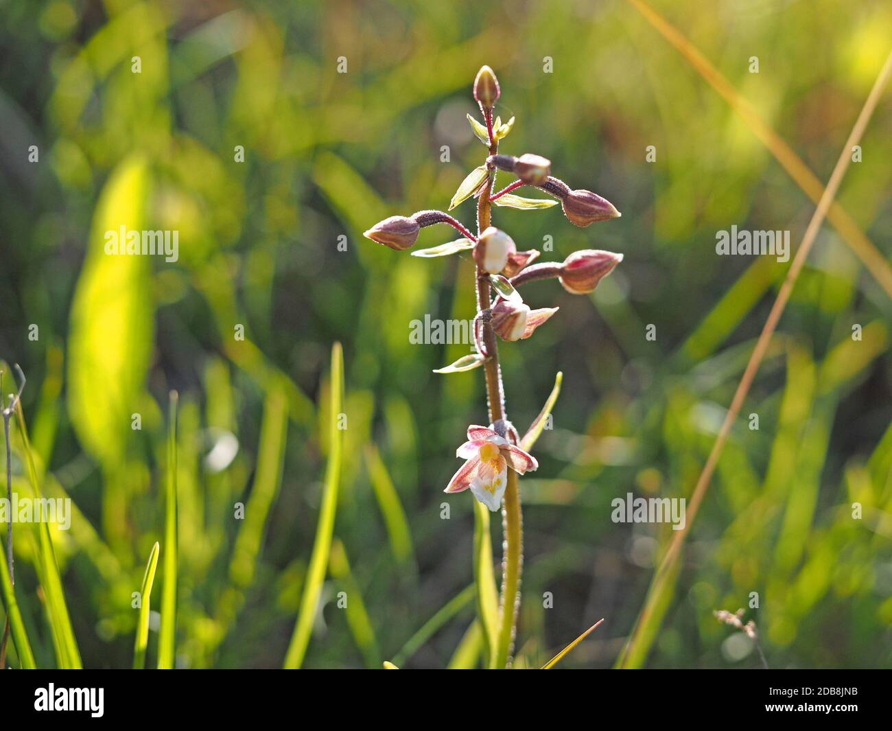 exotic pink & white flowers of UK native orchid - Marsh Helleborine ...