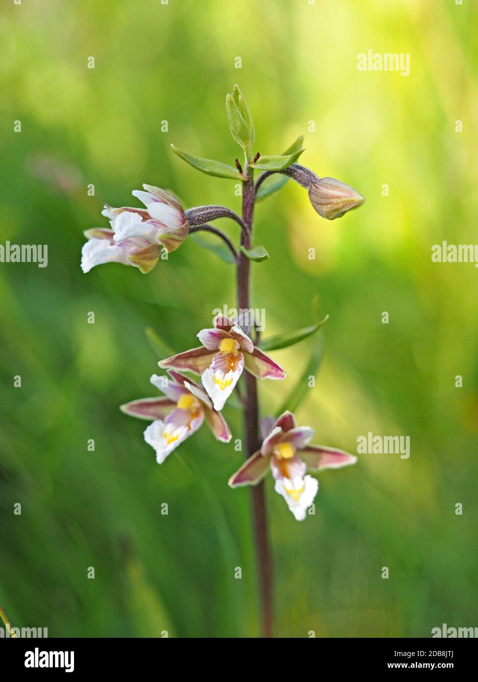 exotic pink & white flowers of UK native orchid - Marsh Helleborine ...