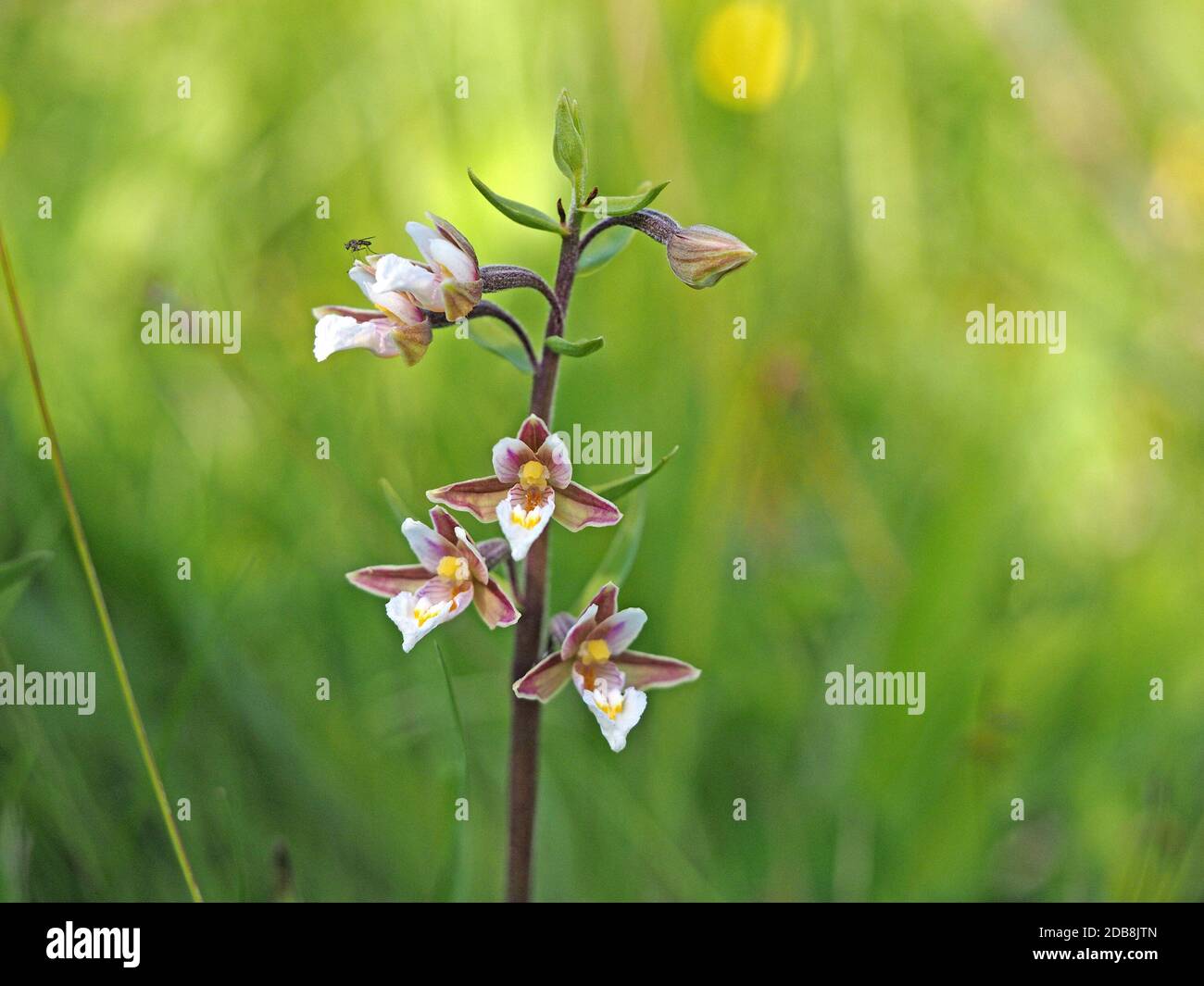 exotic pink & white flowers of UK native orchid - Marsh Helleborine ...