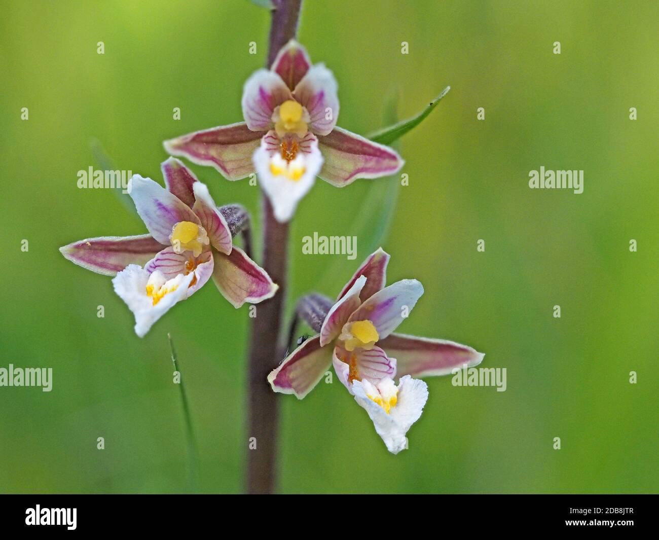 3 exotic pink & white flowers of UK native orchid - Marsh Helleborine ...