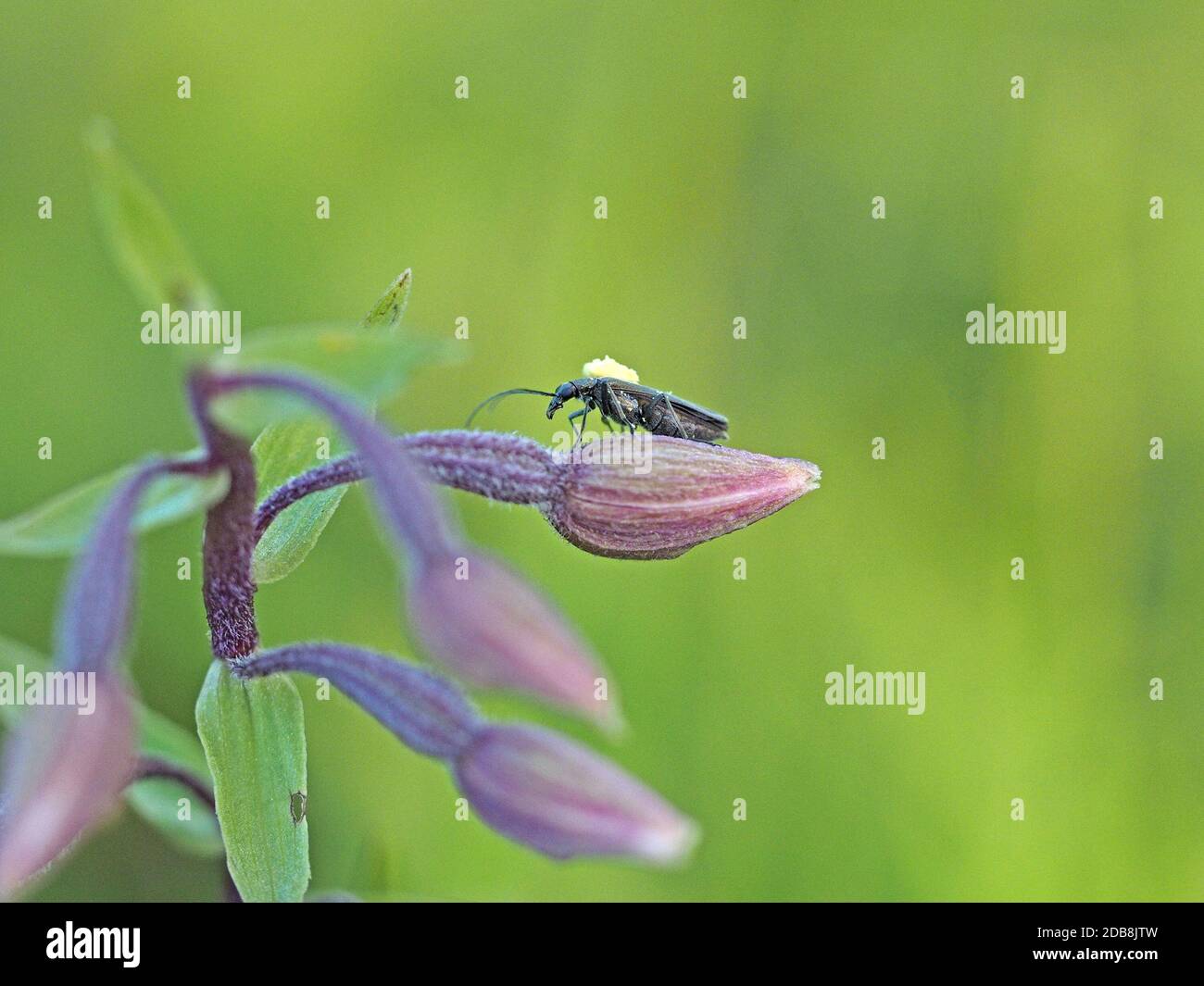 Wet pollinator insect hi-res stock photography and images - Alamy